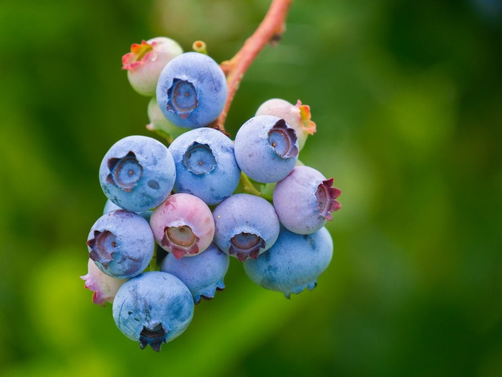 Panduan Mudah Budidaya Blueberry Dalam Pot | Pak Tani Digital