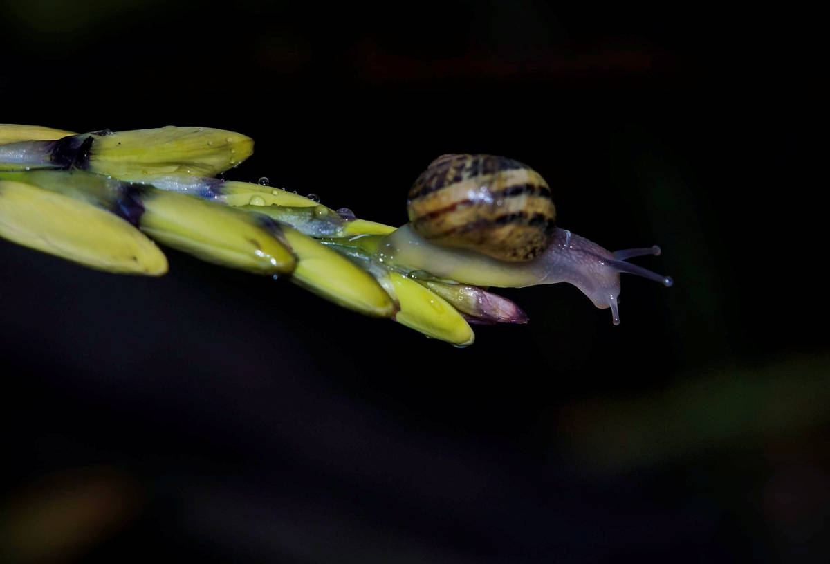 4 Manfaat Cangkang Telur untuk Tanaman | Pak Tani Digital