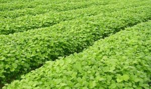 Panduan Lengkap Budidaya Bayam Cabut Yang Benar | Pak Tani Digital