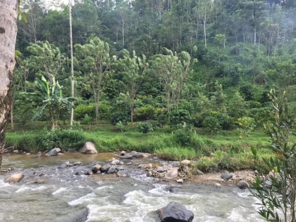 Melihat Potensi Kapulaga di Solok Selatan yang Menjanjikan