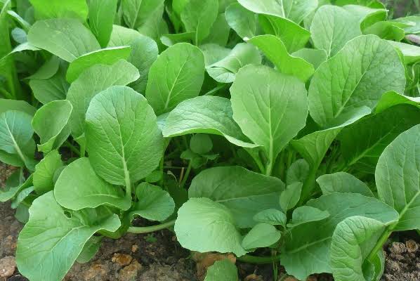 Panduan Lengkap Budidaya Caisim di Pekarangan Rumah