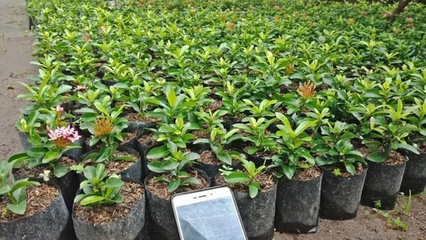 5 Tips Mudah Menanam Bunga Asoka Agar Cepat Berbunga