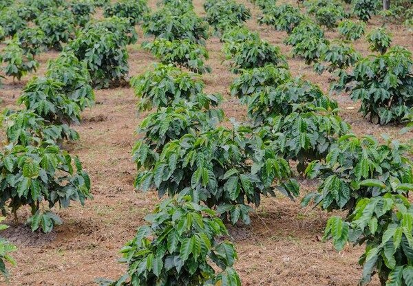 √ Jarak Tanam Kopi Sistem Pagar 2024