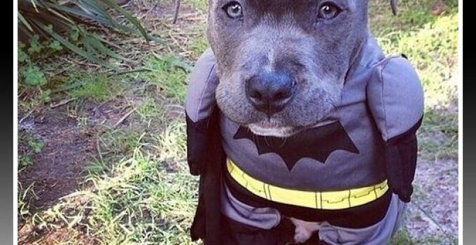 disfraz de batman para pitbull | Imágenes de Ropa Para Perros