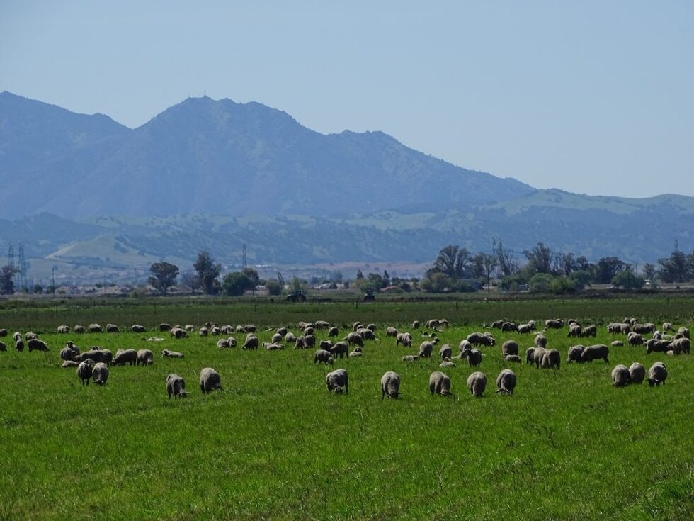 Springtime Images of Farmland LP's California Farms