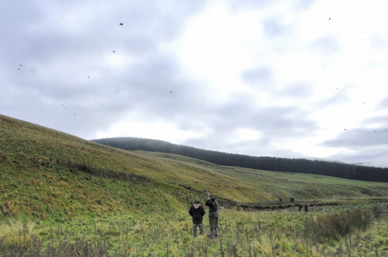 Driven pheasant hunting in Scotland - River & Green