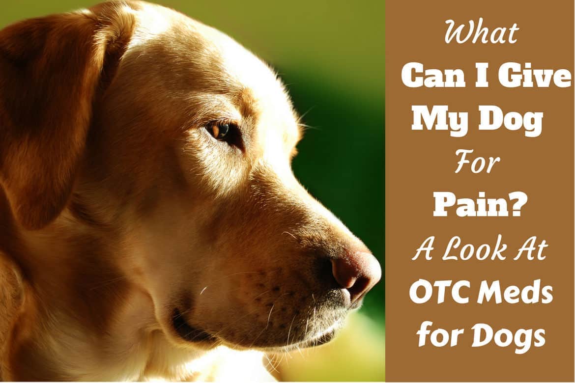 What Can I Give My Dog For Pain OTC Pain Medications For Dogs 2024 