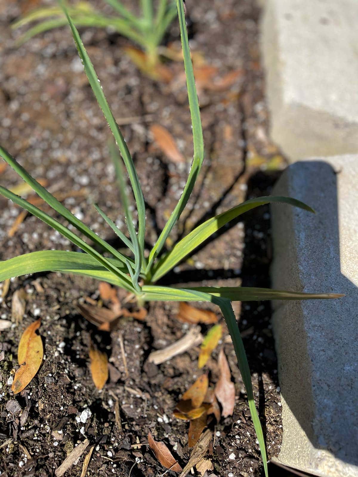 How To Grow Garlic? - Healthier Steps