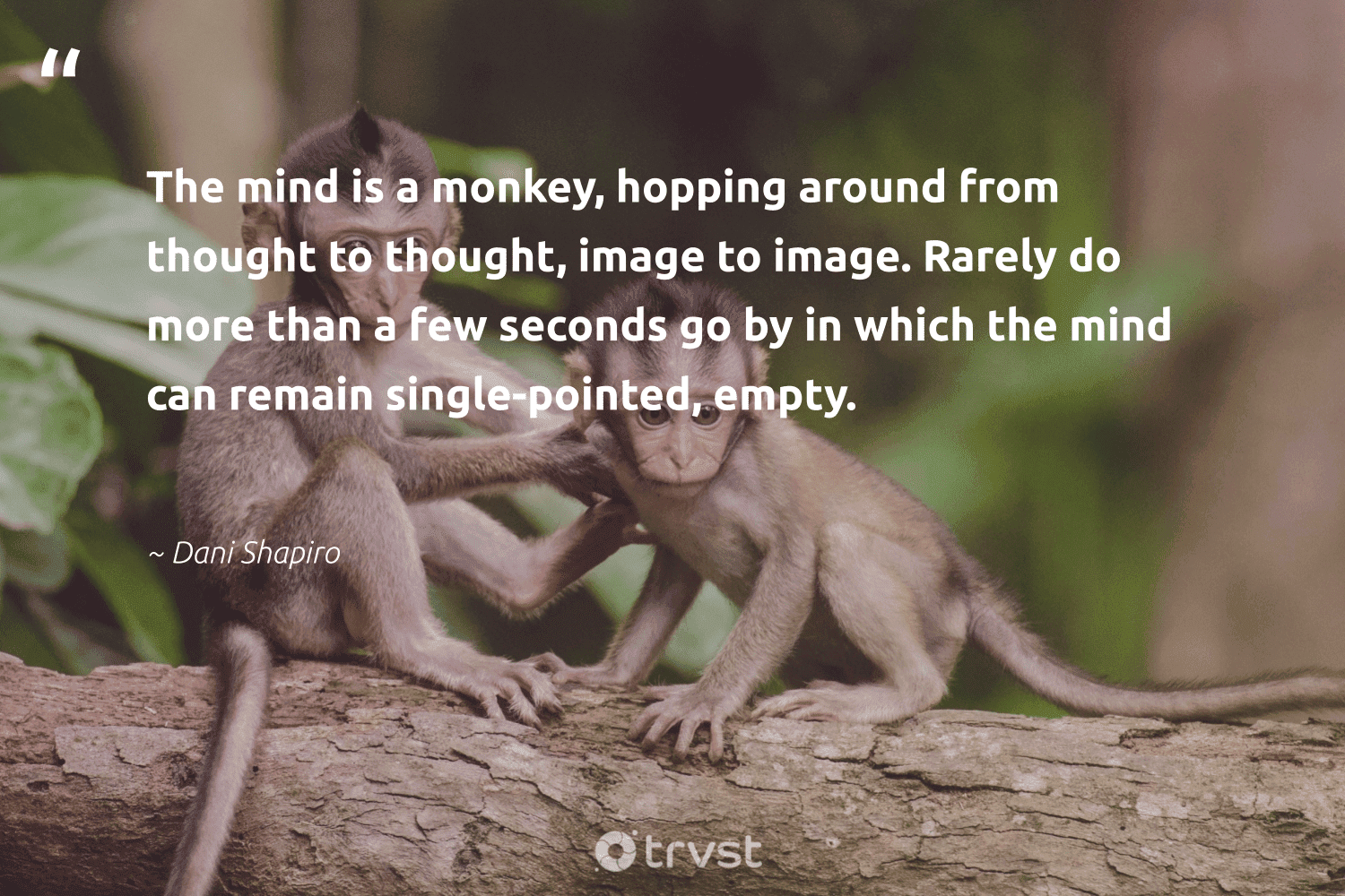 30 Monkey, Ape & Orangutan Quotes