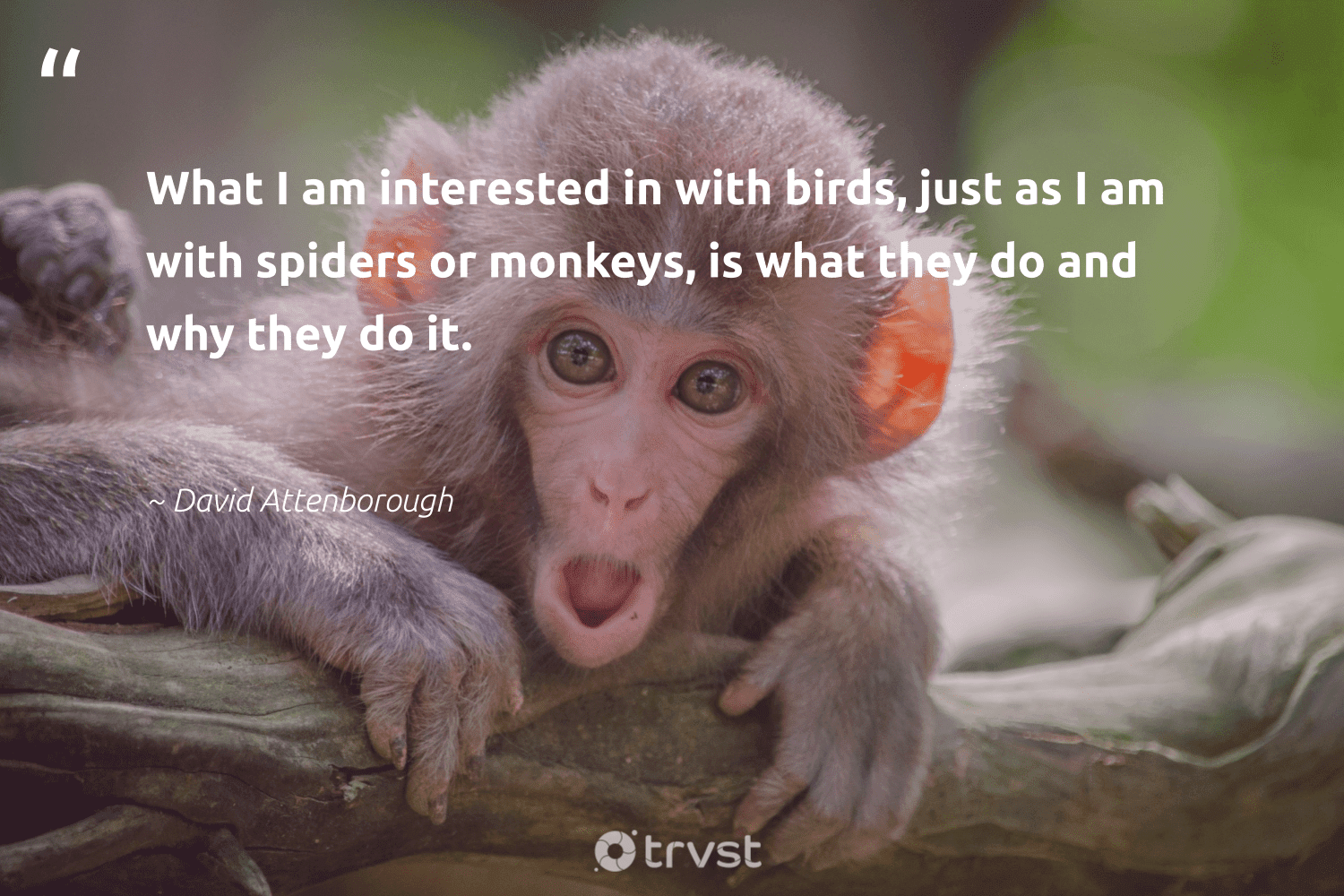 30 Monkey, Ape & Orangutan Quotes