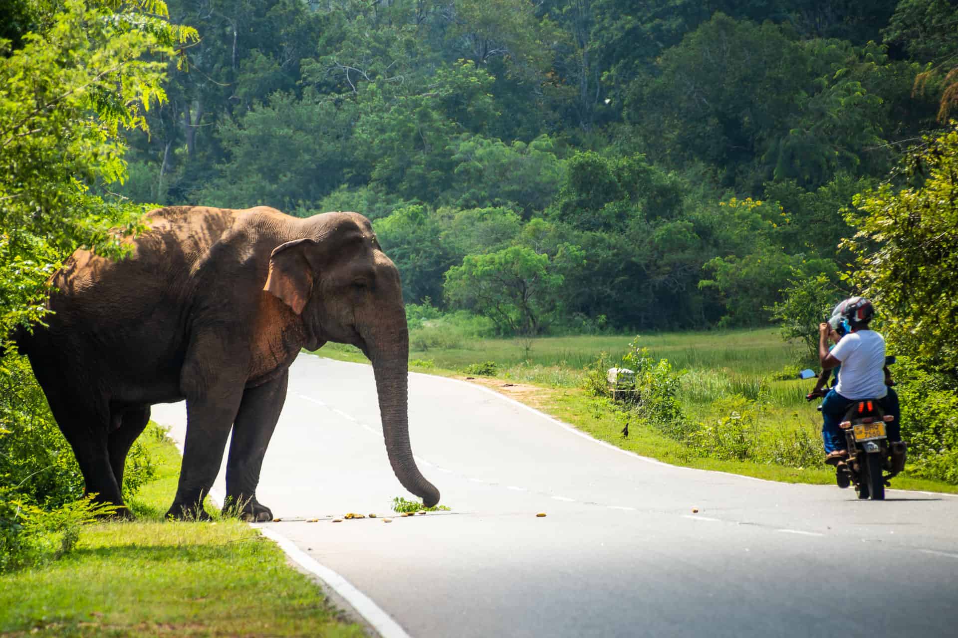 Sri Lanka Rundreise individuell • Travel Guide Sri Lanka | 30tage.reisen