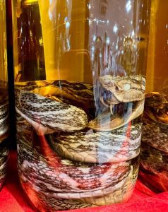 Habushu: il liquore di serpente di Okinawa - traveltherapists - La ...
