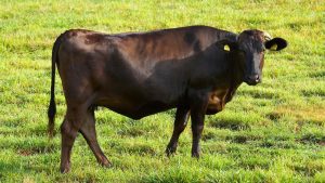 Wagyu: tutto sul prelibato manzo del Giappone - traveltherapists - La ...