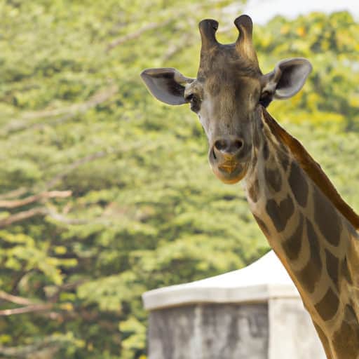 Giraffe Symbolism & Meaning - Spirit, Totem & Power Animal