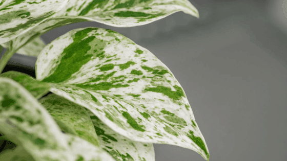 Marble Queen Pothos – A Complete Care Guide