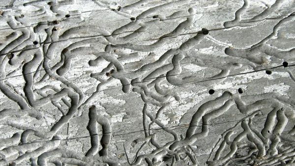 Extract: Ruby Porter's Attraction — Kill Your Darlings