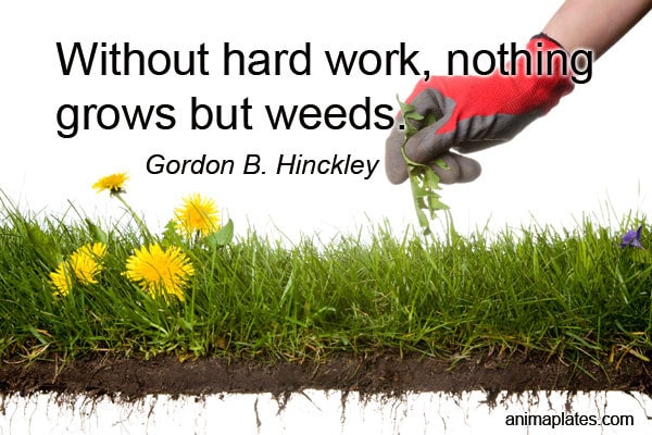Without hard work… – Animaplates