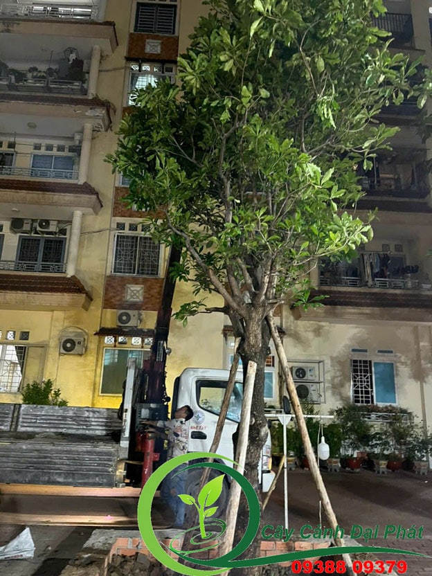 Top 15 Cây Bóng Mát Bán Chạy Nhất Tại Vựa Kiểng Đại Phát