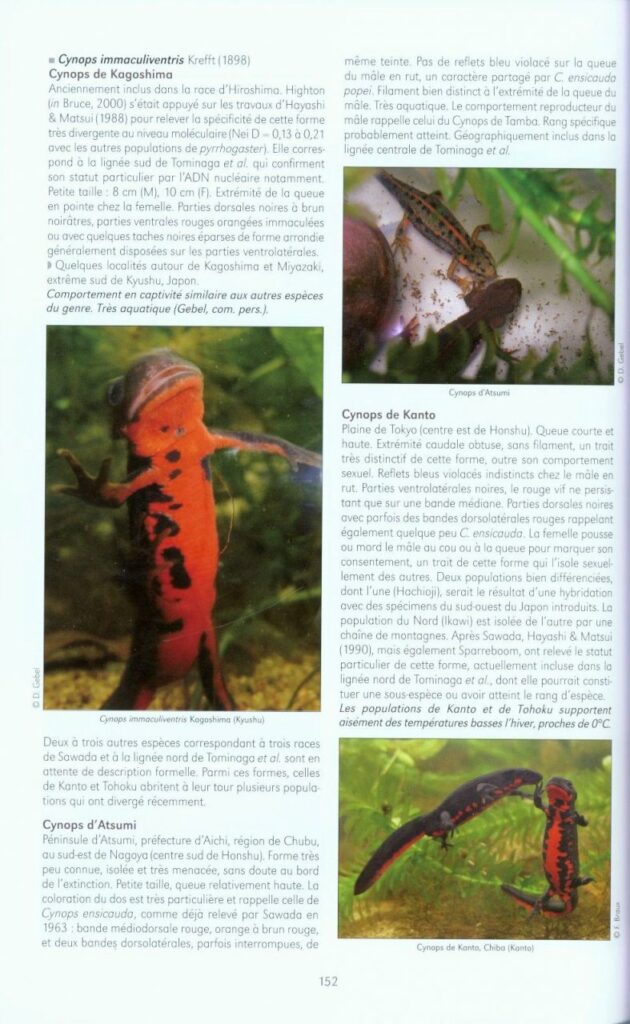 Les Urodèles du Monde - Salamanderland