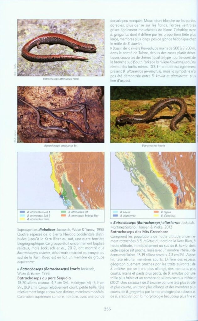 Les Urodèles du Monde - Salamanderland