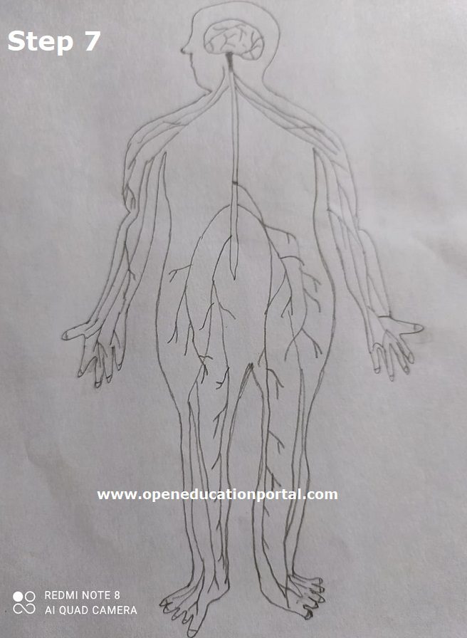How To Draw Nervous System | Step-by-step Easy Guide