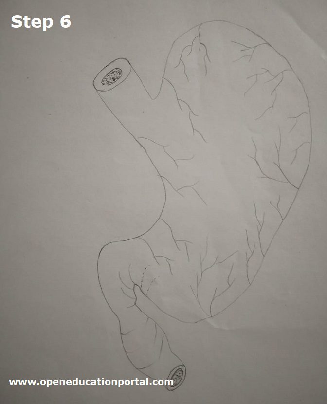 How to Draw Stomach | Step By Step Easy Guide to Draw Kidney