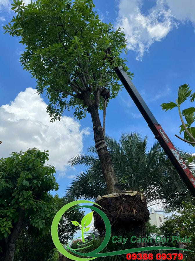 Top 15 Cây Bóng Mát Bán Chạy Nhất Tại Vựa Kiểng Đại Phát