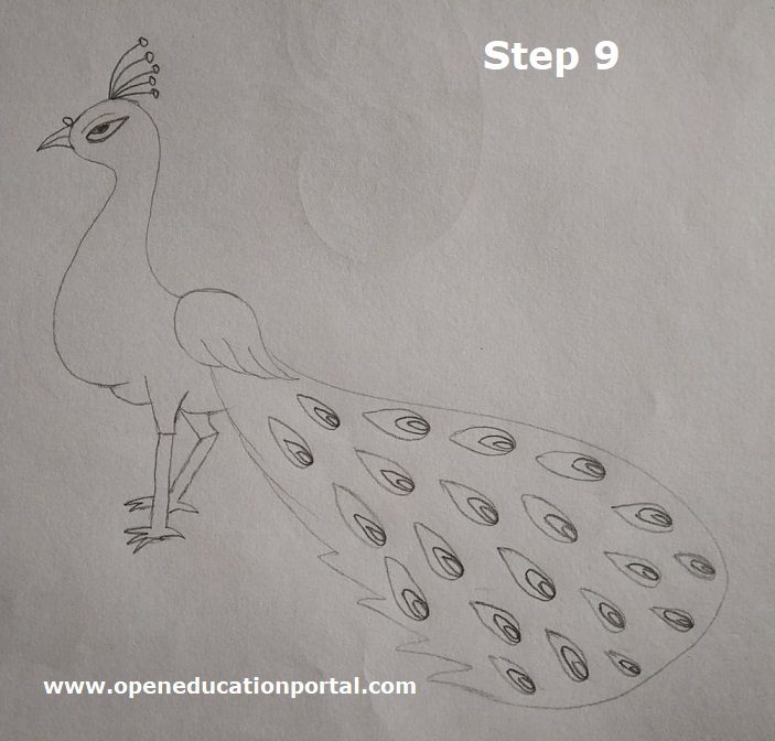 How to Draw a Peacock Easy | Step-By-Step Easy Guide