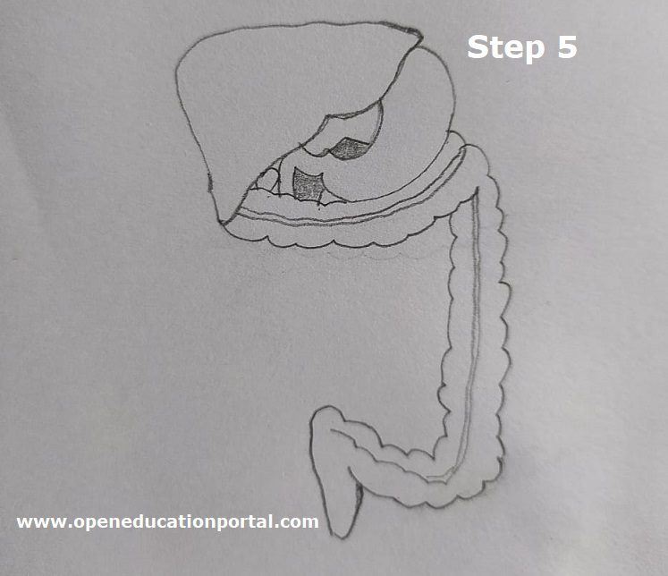 How To Draw Digestive System | Easy Step-Wise Guide to Follow