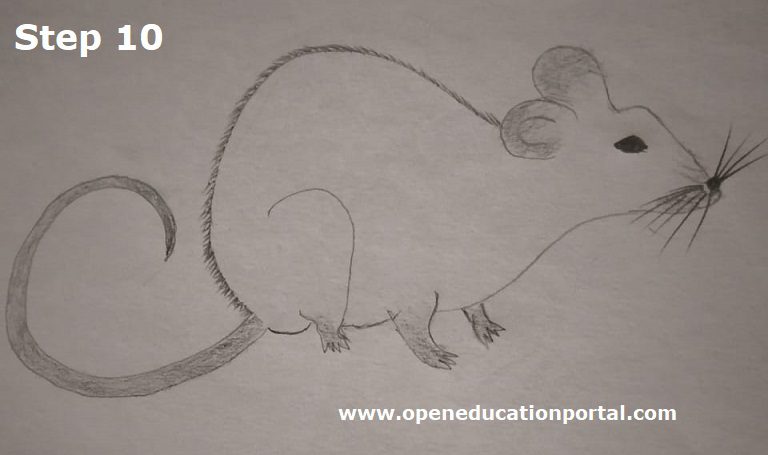 How to Draw Rat | A Detailed Step-by-Step Guide on Drawing a Rat