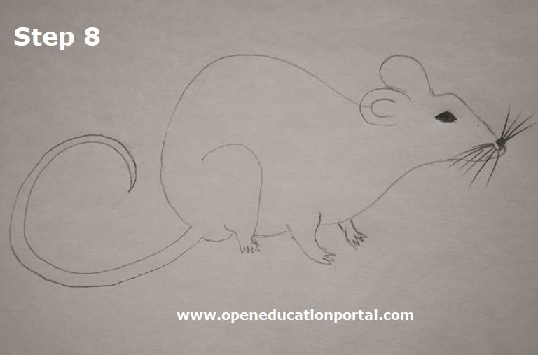 How to Draw Rat | A Detailed Step-by-Step Guide on Drawing a Rat