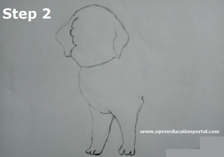 Step by Step How to Draw a Dog | Side View, Puppy, Realistic Dogs
