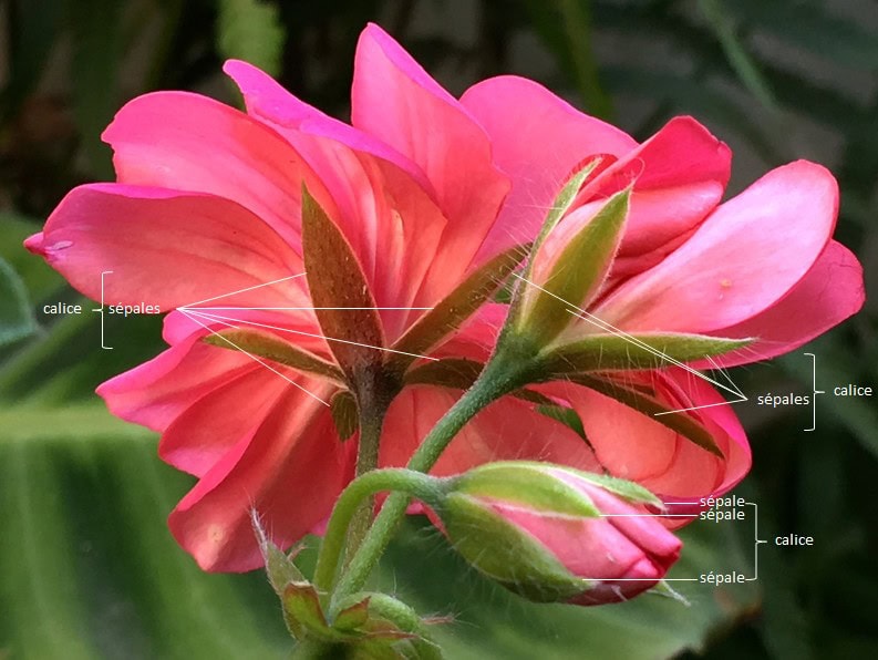 Calice d'une fleur ️ Définition botanique et explications