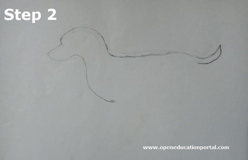 Step by Step How to Draw a Dog | Side View, Puppy, Realistic Dogs