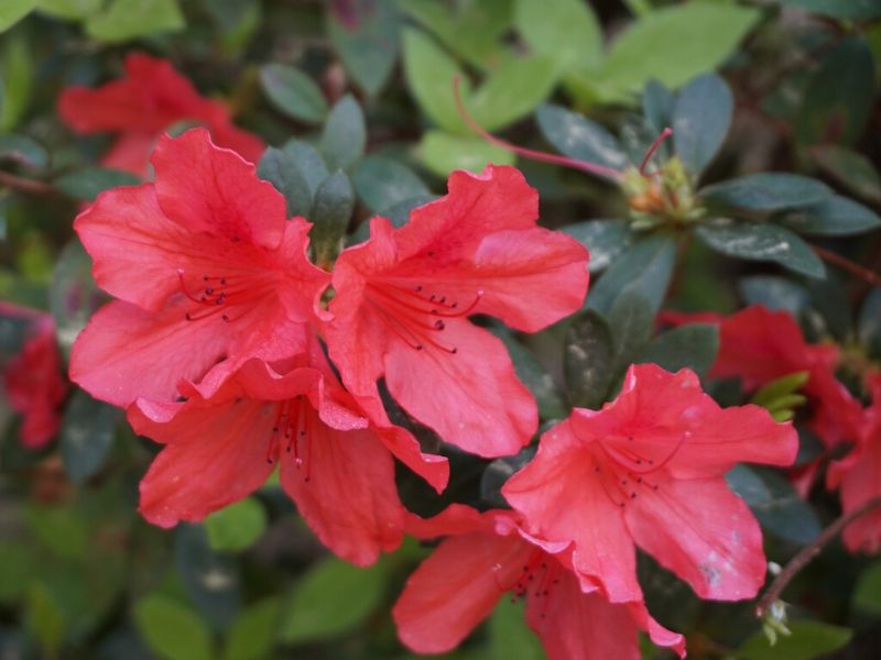 56 Fleurs rouges les plus étonnantes que vous devriez connaître ...