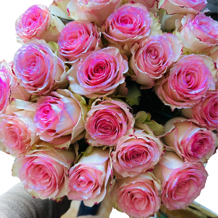 Ružové XL ruže Luxbet - Donáška kvetov