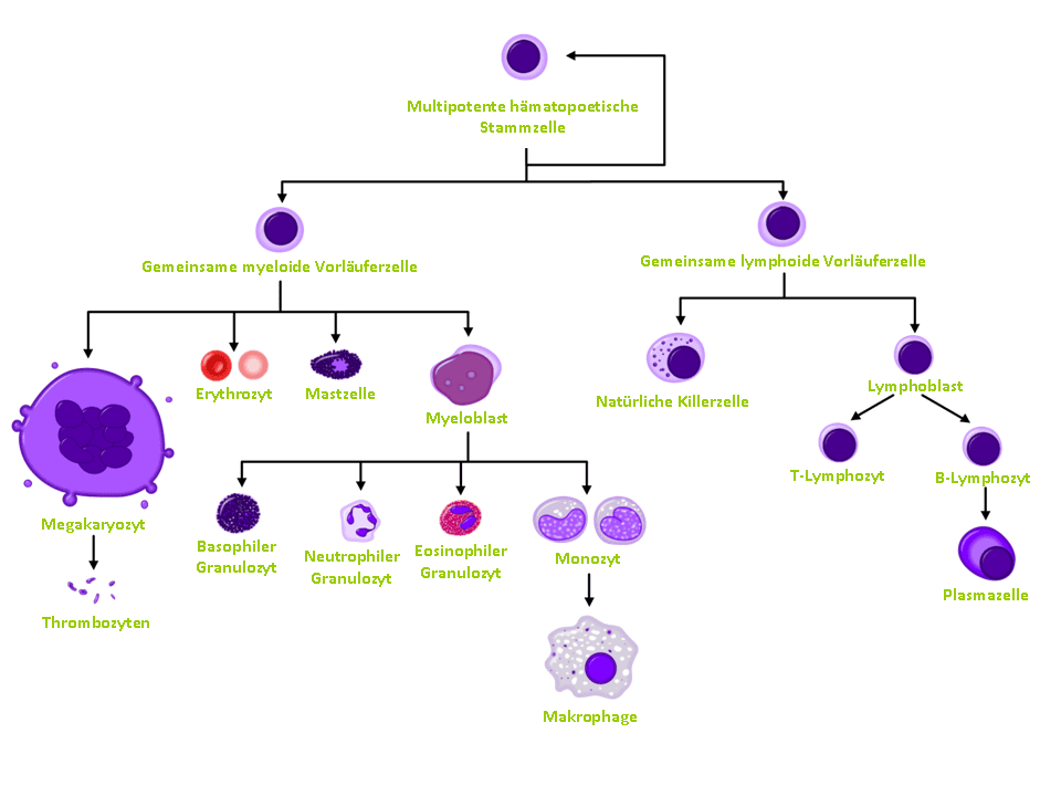 Die Blutbildung | doktor - schubert · net