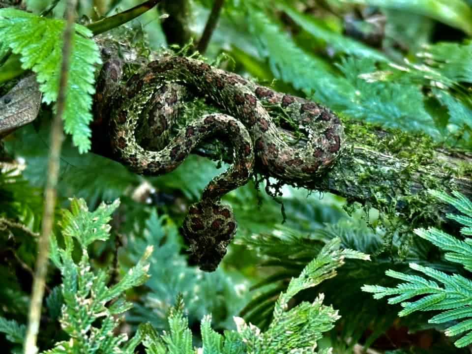 Dangerous Animals in Costa Rica (Deadly Predators!)