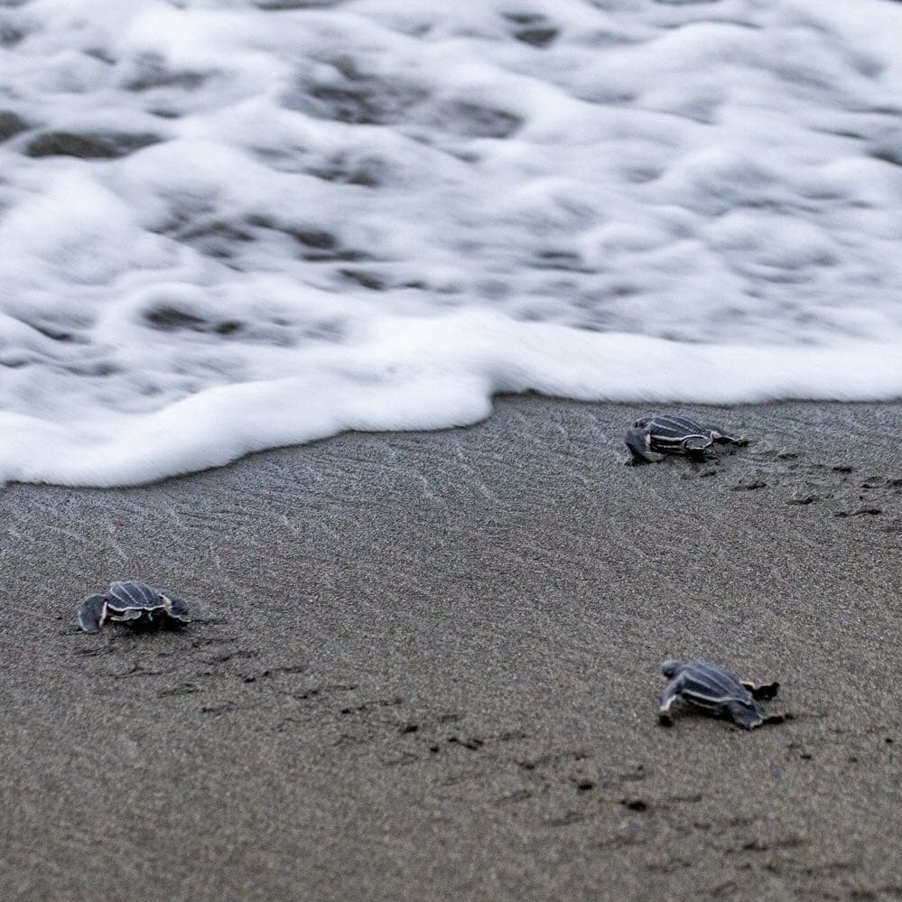 Best Places To Watch Sea Turtles In Costa Rica