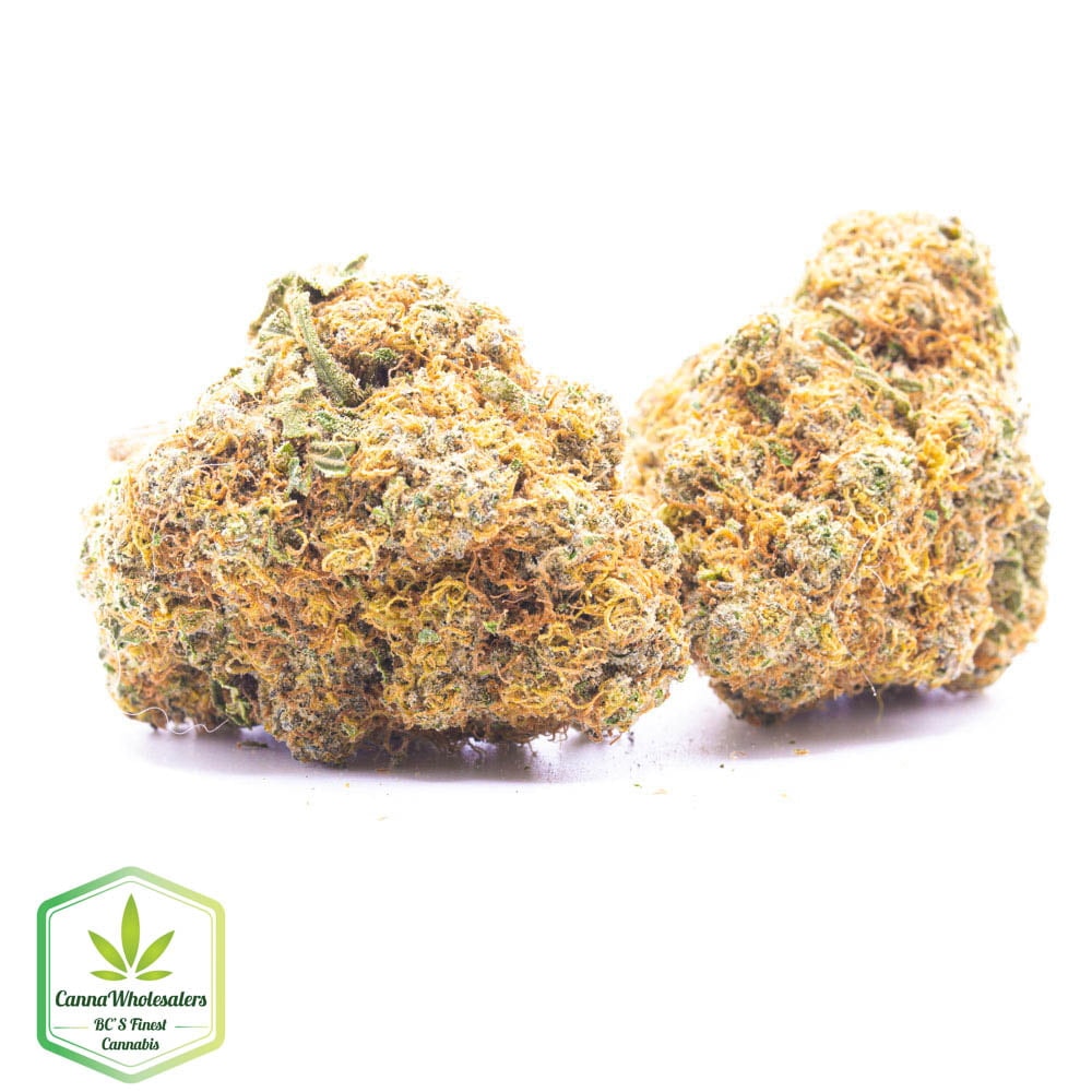 Buy Berner's Cookie Online | Canna Wholesalers