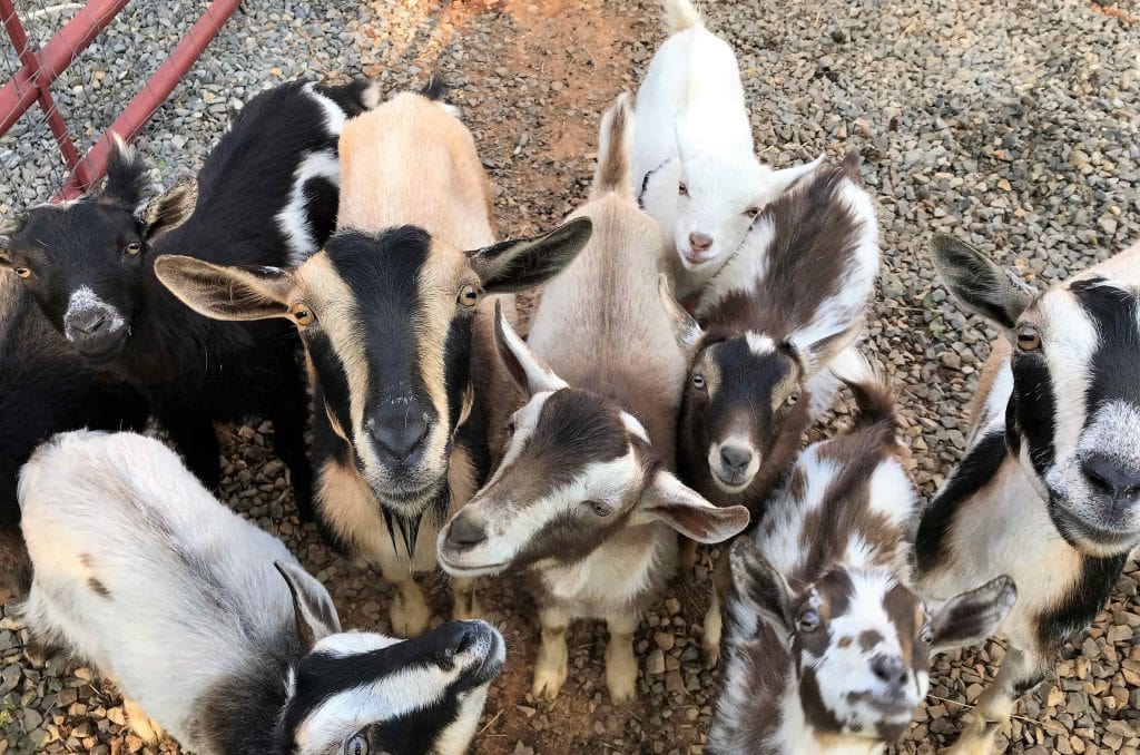 Baby Goats for Sale in Virginia - Seven Gables Farm