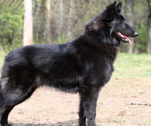 PASTOR BELGA GROENENDAEL - historia y origen, temperamento, cuid,,