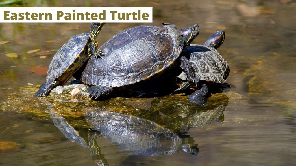 How To Identify Turtles? [Different Turtle Species Identification Guide ...