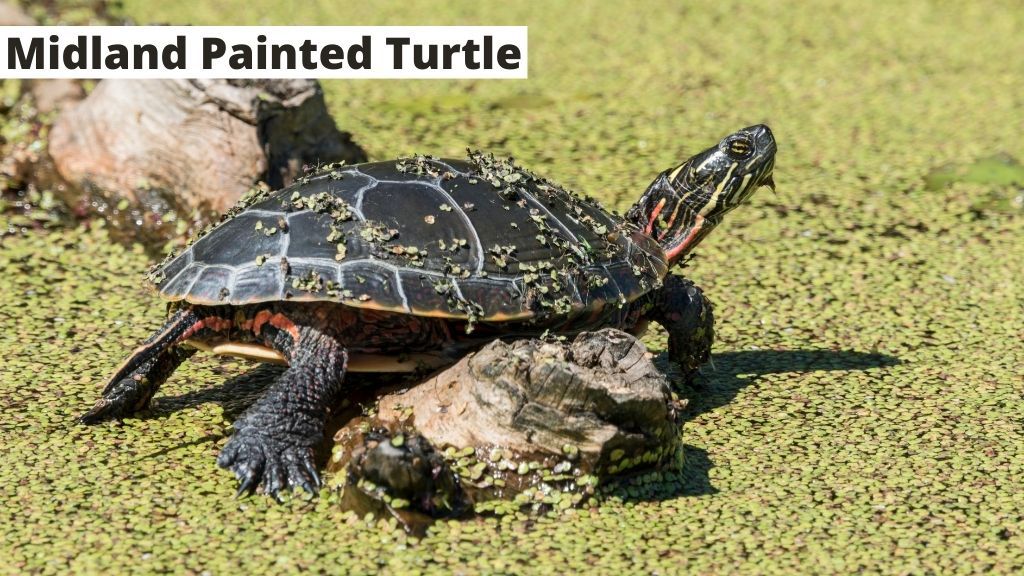 How To Identify Turtles? [Different Turtle Species Identification Guide ...