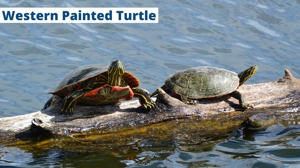 How To Identify Turtles? [Different Turtle Species Identification Guide ...