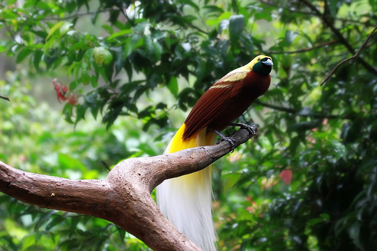 Cendrawasih, the Bird of Paradise - Mara River Safari Lodge