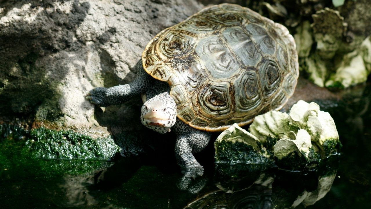 Diamondback Terrapin Size: How Big Are Diamondback Terrapins? – The ...