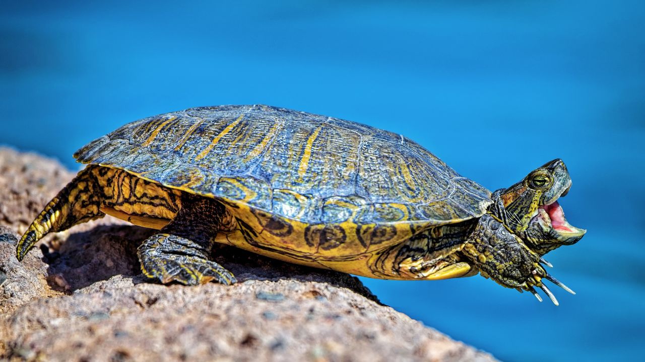 Turtle Yawning: What It Means? – The Turtle Hub