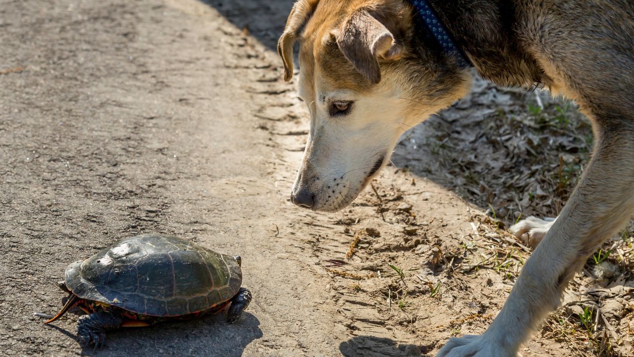 What Pets Get Along With Turtles? (Cats, Dogs, And?) – The Turtle Hub