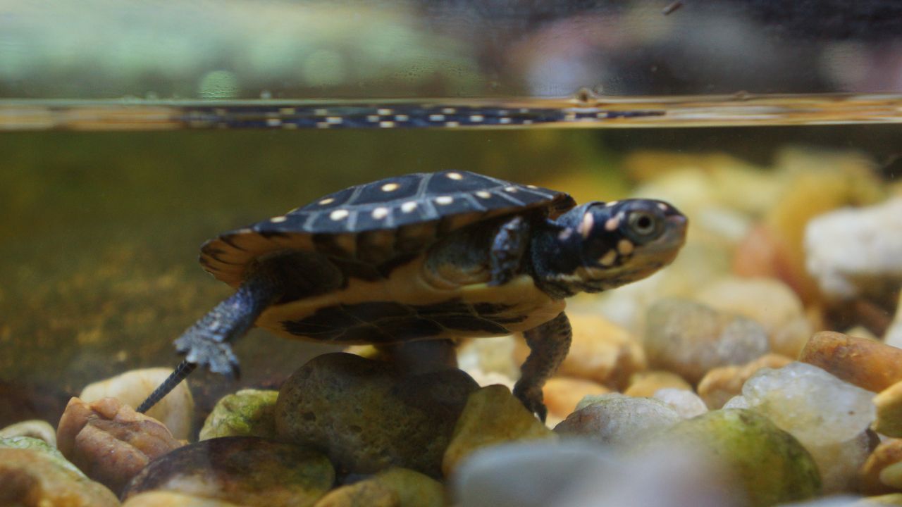 How To Take Care Of Spotted Turtles? [Foolproof Guide] – The Turtle Hub